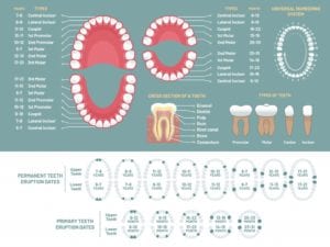 The 4 Types of Teeth and Why We Have Them