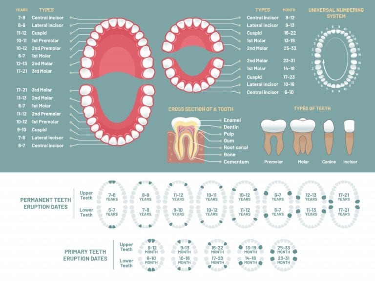 The 4 Types of Teeth and Why We Have Them
